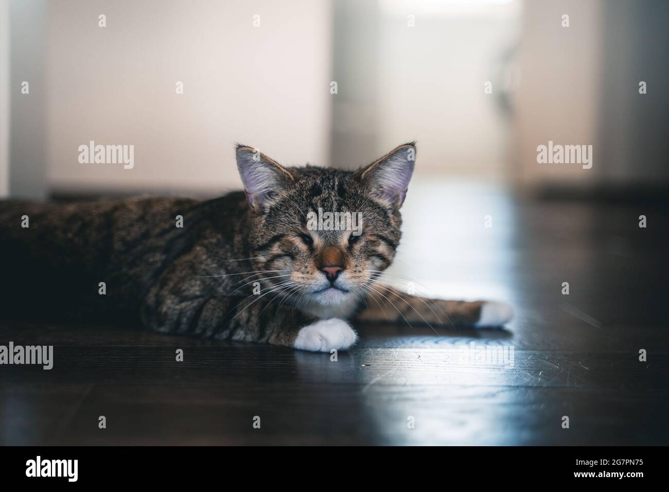 Little Tabby blind cat without eyes and white paws laying on the floor ...