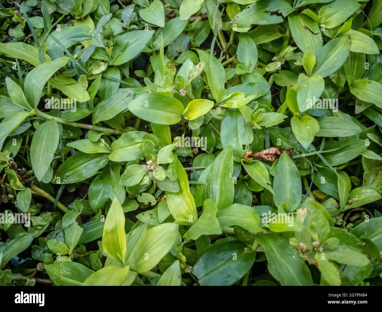 Top-view of the leaves of a spiderwort plant (Tradescantia Stock Photo ...