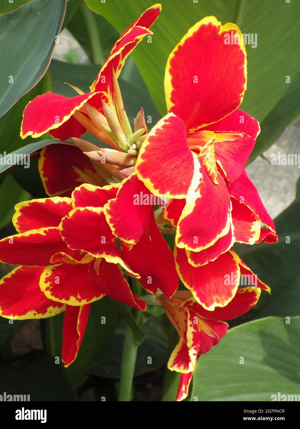 Vertical shot of red canna lilies in the garden - great for wallpaper ...