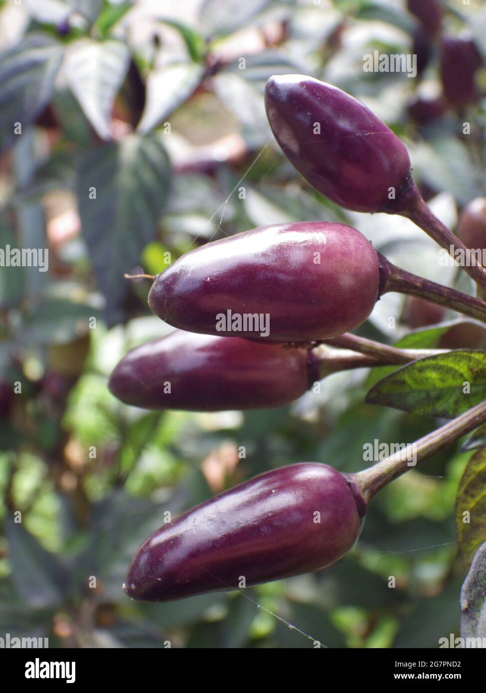 Vertical shot of purple peppers outdoors Stock Photo - Alamy