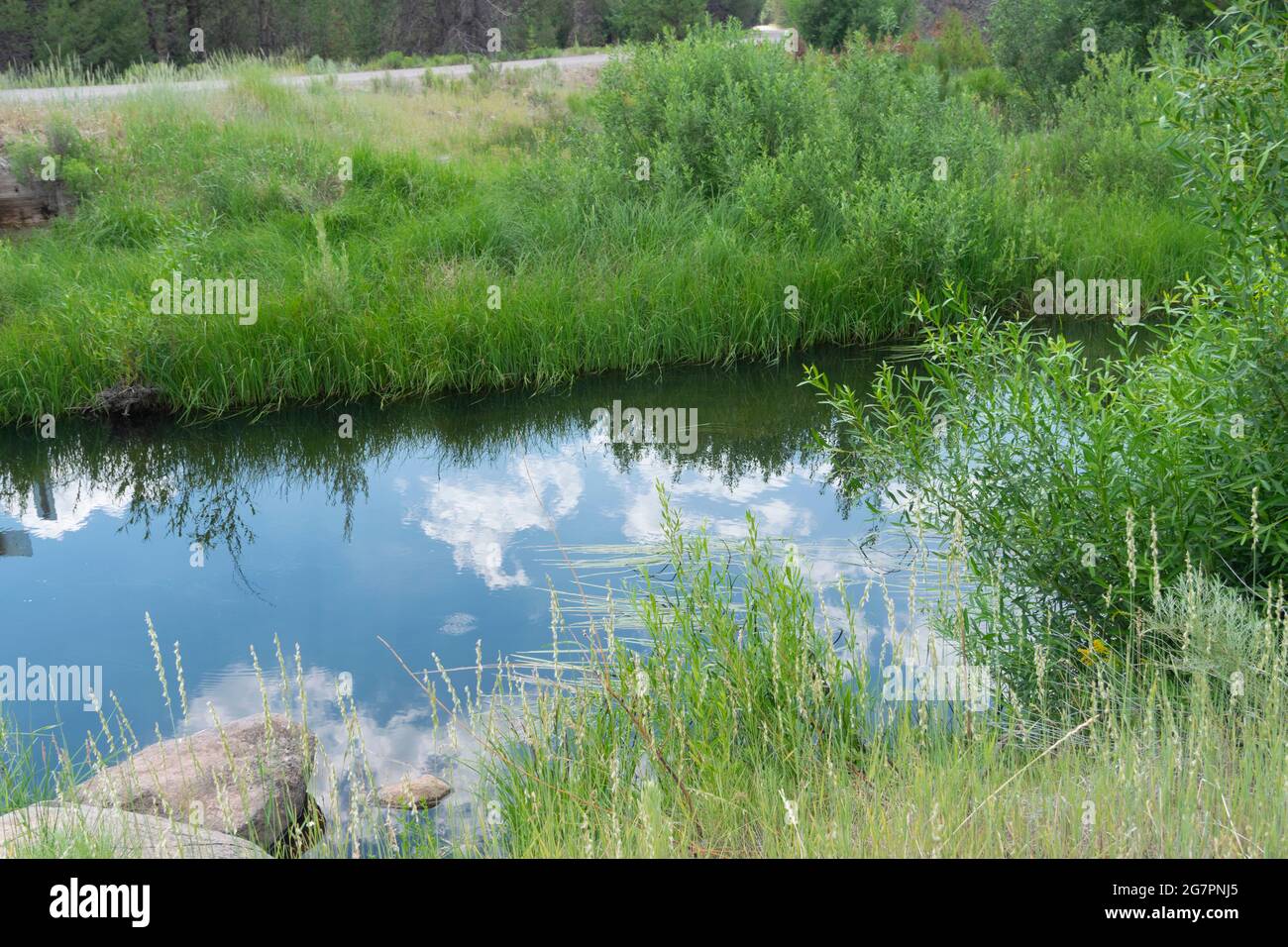 Marsh ecology hi-res stock photography and images - Alamy