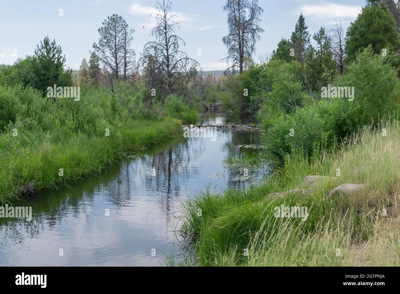 Long lake marsh hi-res stock photography and images - Alamy