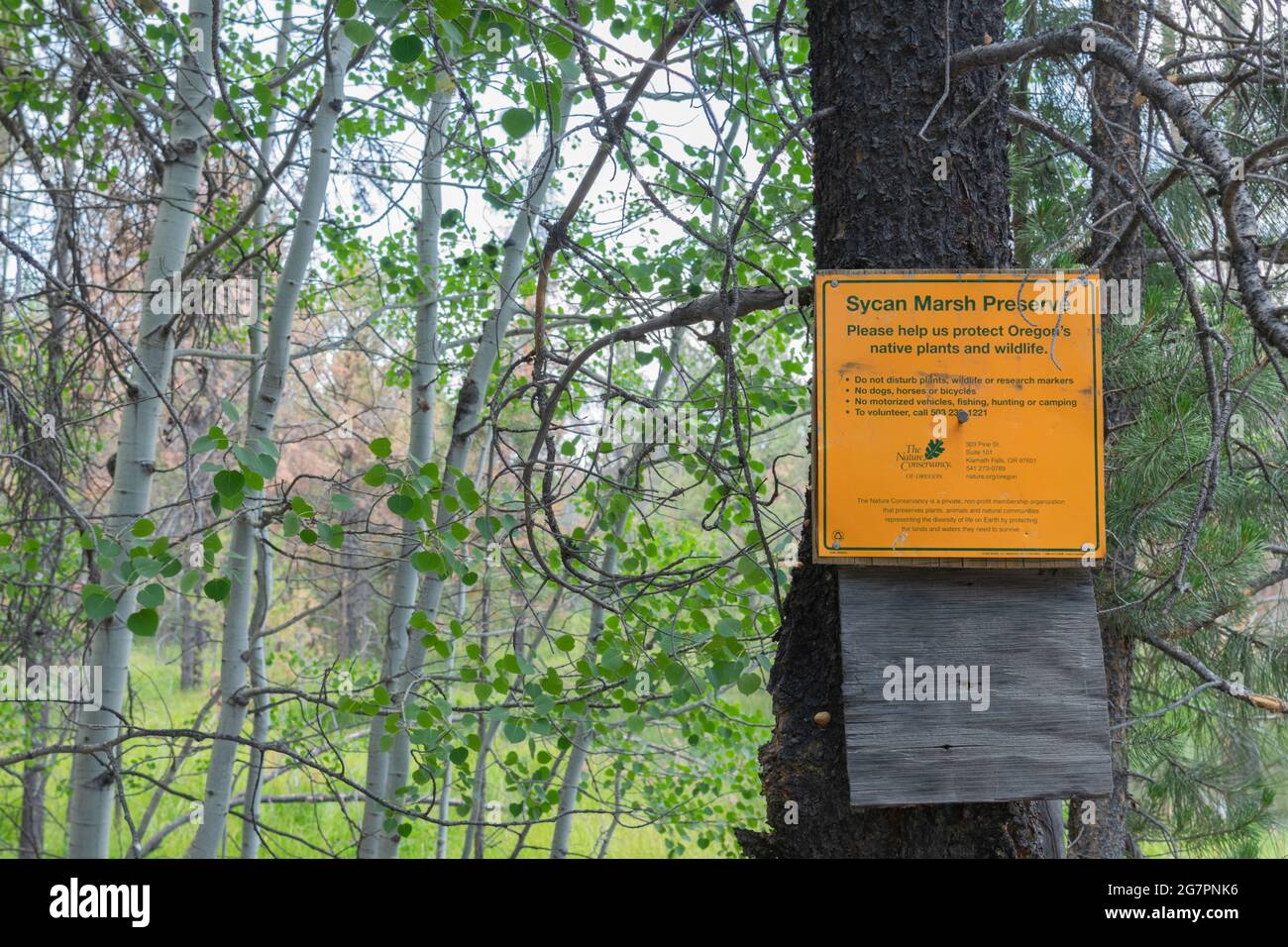A sign posted on a tree describes the Sycan Marsh Preserve, which is ...