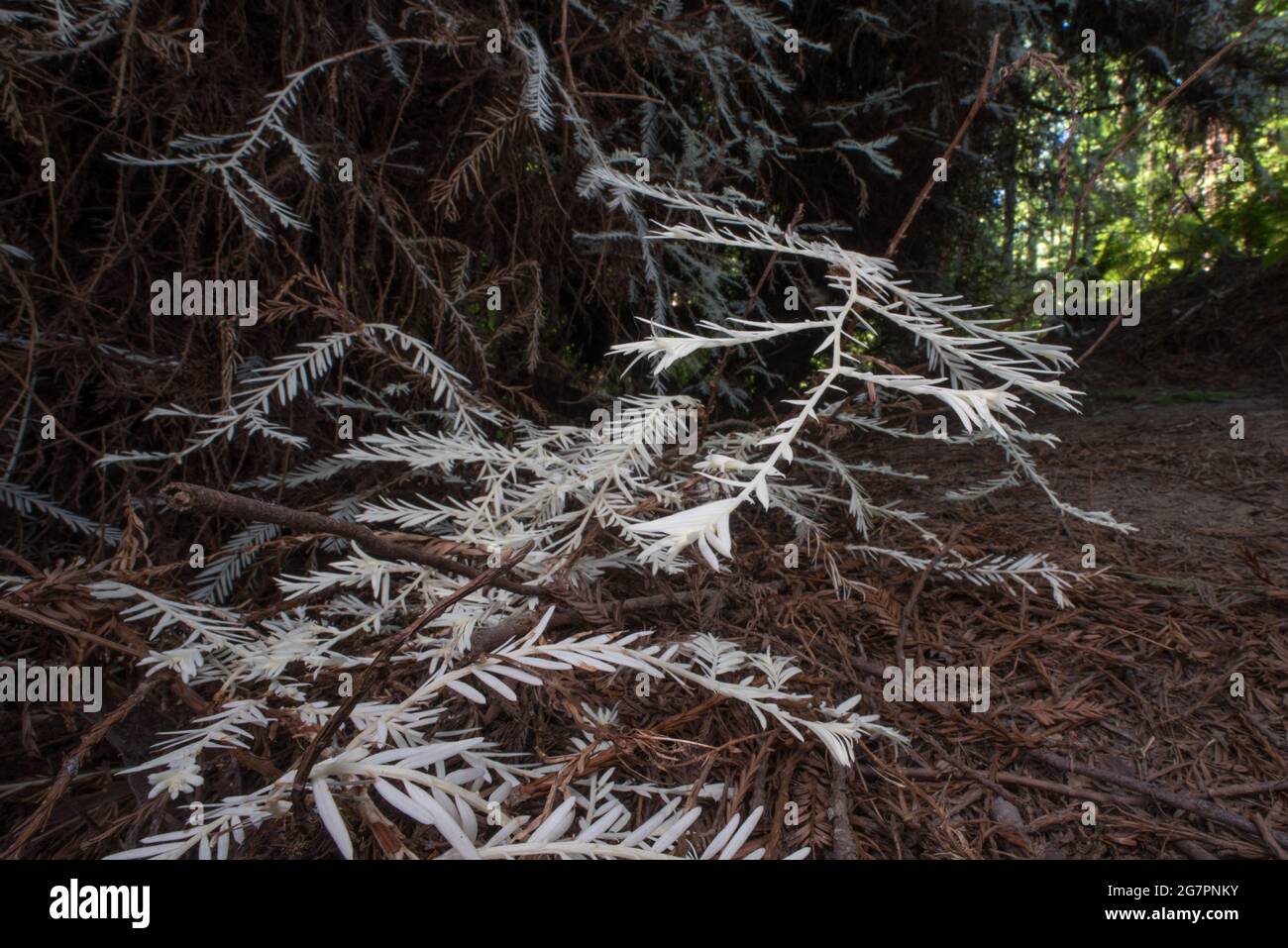 Albino redwood tree hi-res stock photography and images - Alamy