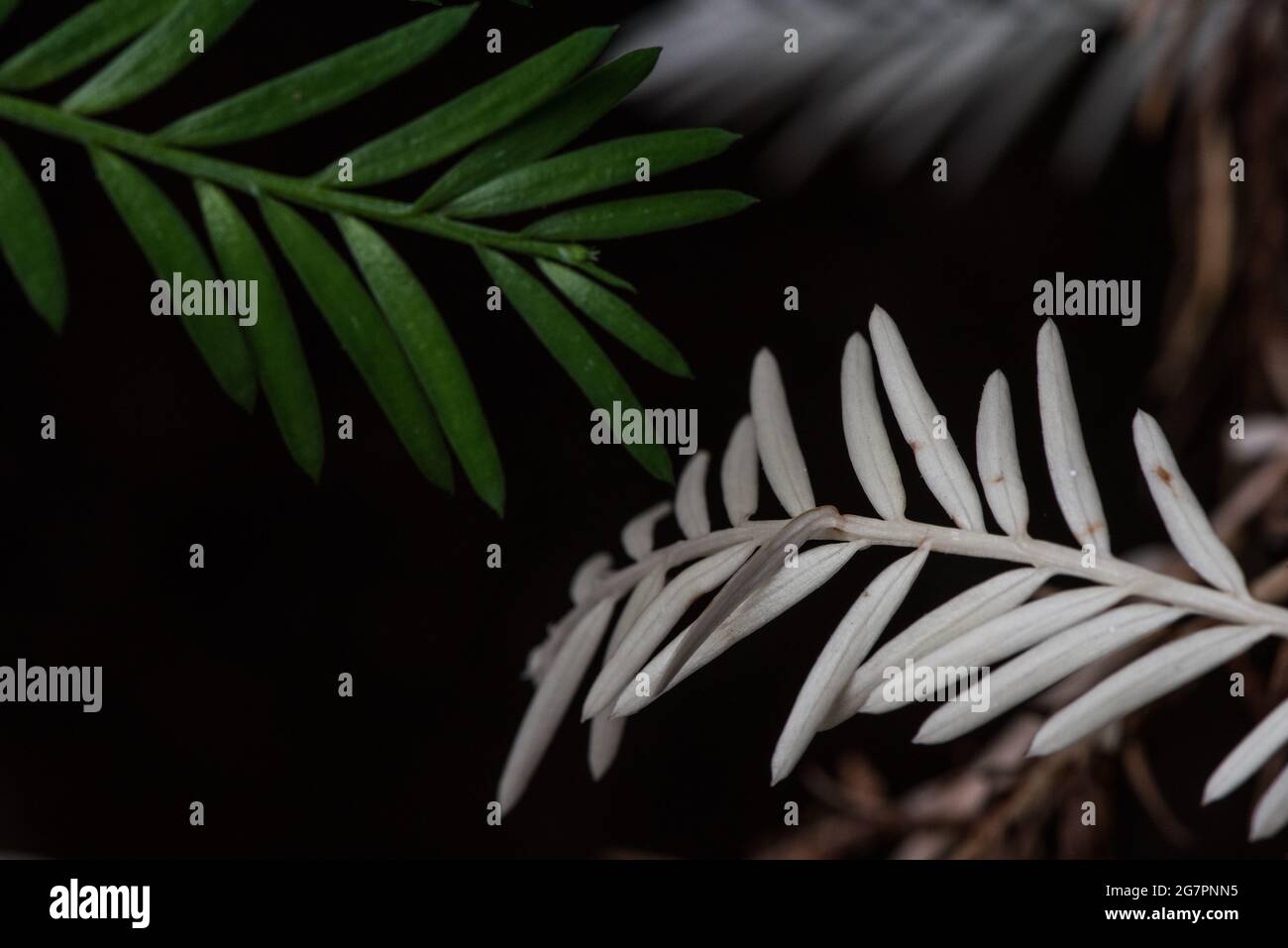 Comparison with normal tree hi-res stock photography and images - Alamy