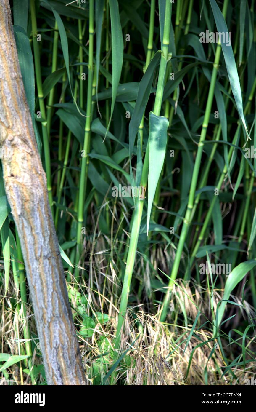 Rushes in the shade with leaves Stock Photo - Alamy