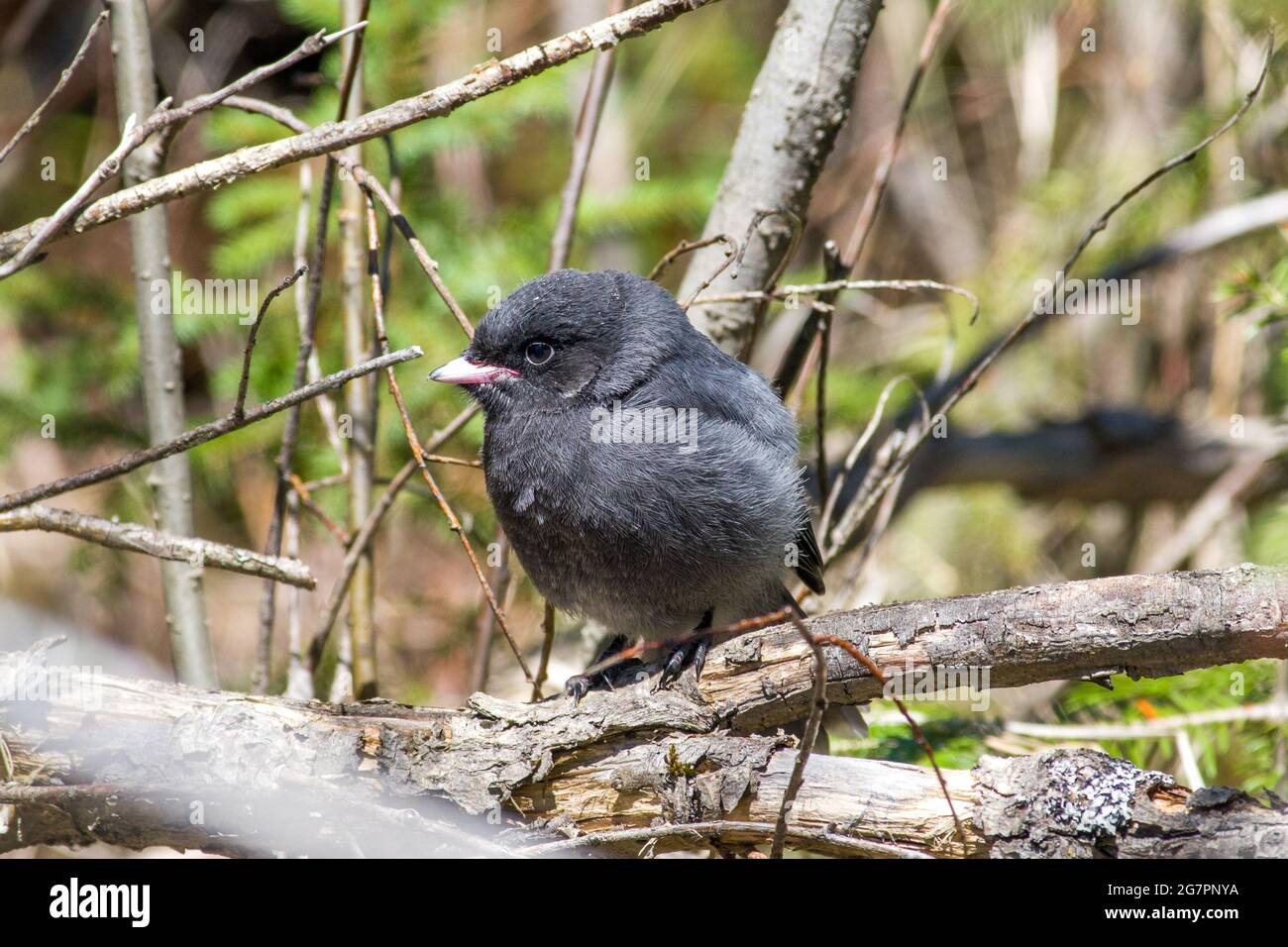 Grey jay perisoreus canadensis hi-res stock photography and images - Alamy