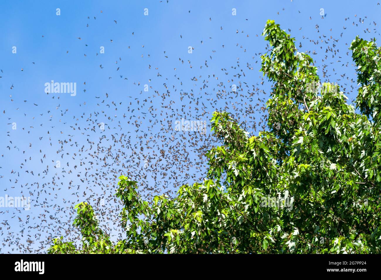 Fly hatch along the Ottawa River in June Stock Photo - Alamy