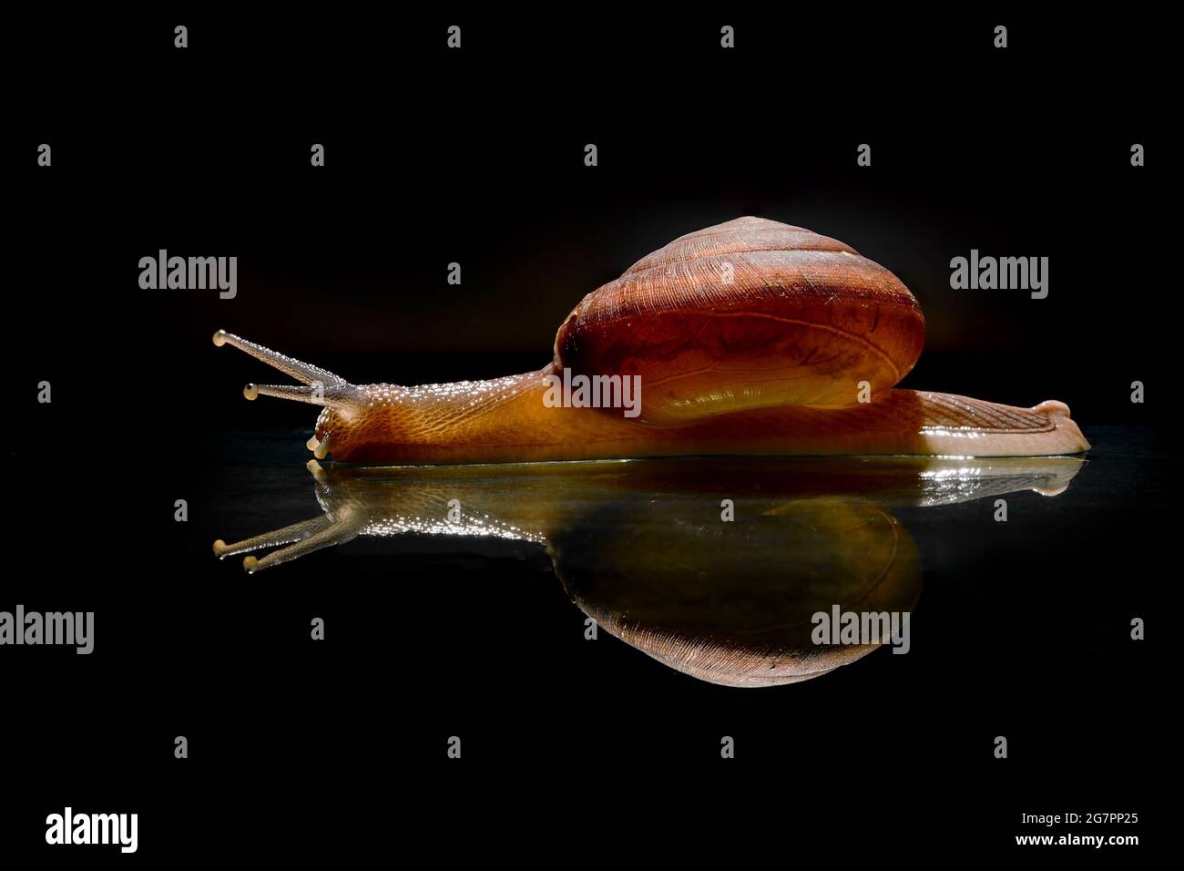 a small snail walks slowly past the mirror floor with a reflection ...