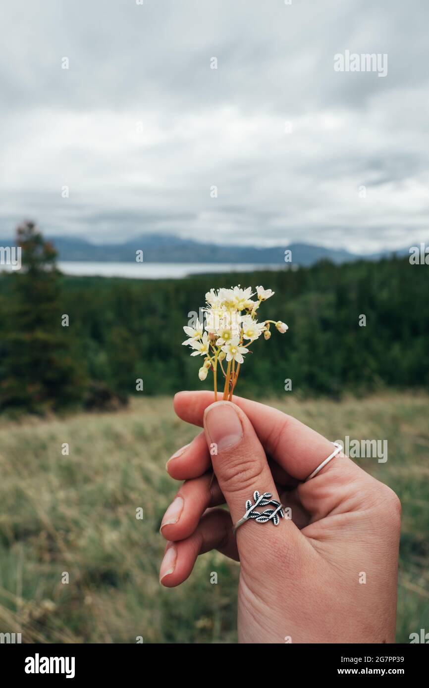 Shallow focus of female hand with rings holding small flowers against a ...