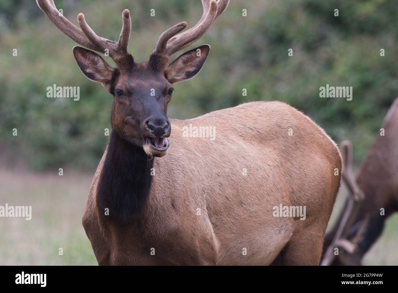 Wildlife with antlers hi-res stock photography and images - Alamy