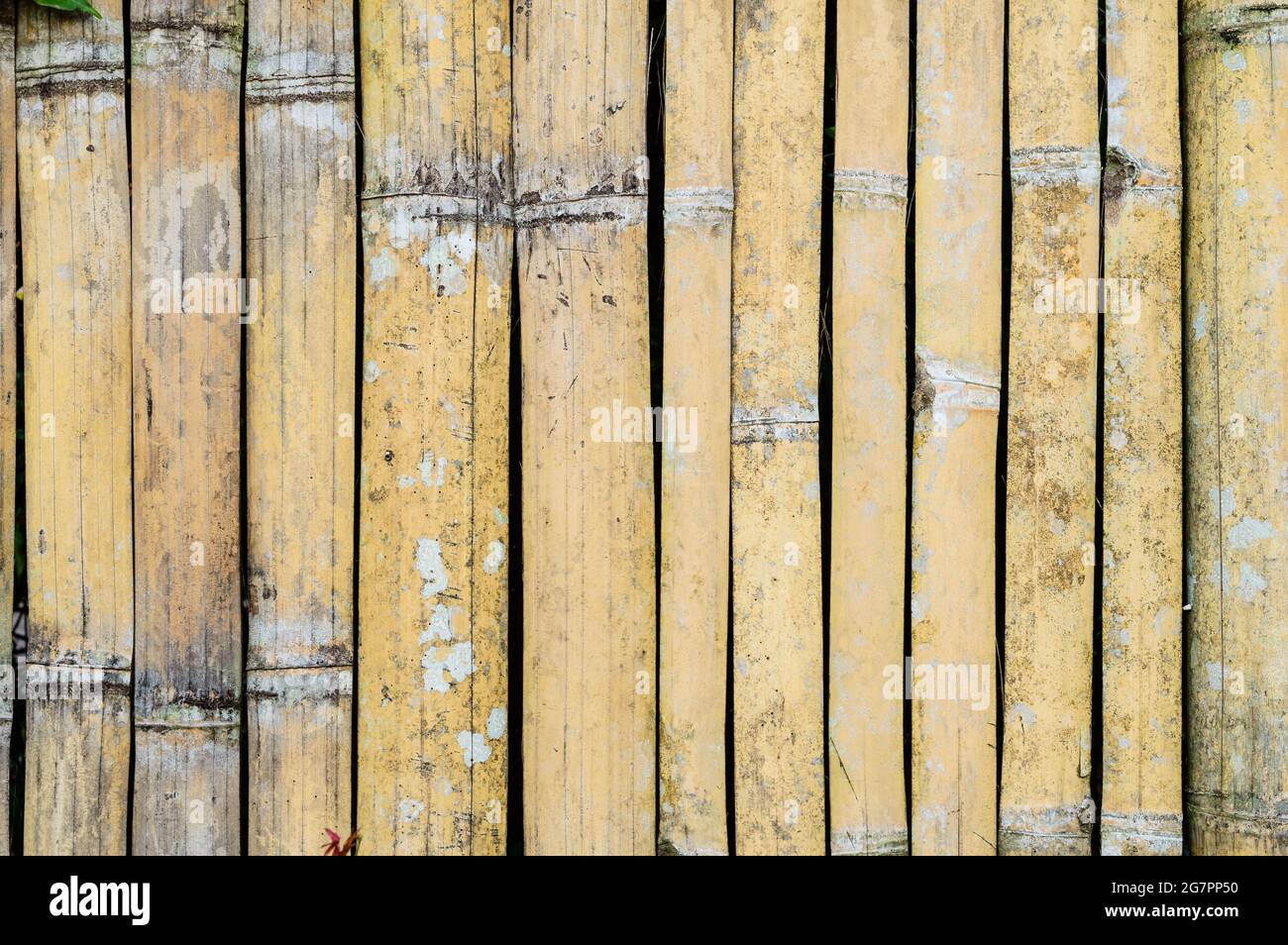 bamboo wood plank wall for background or wall paper Stock Photo - Alamy