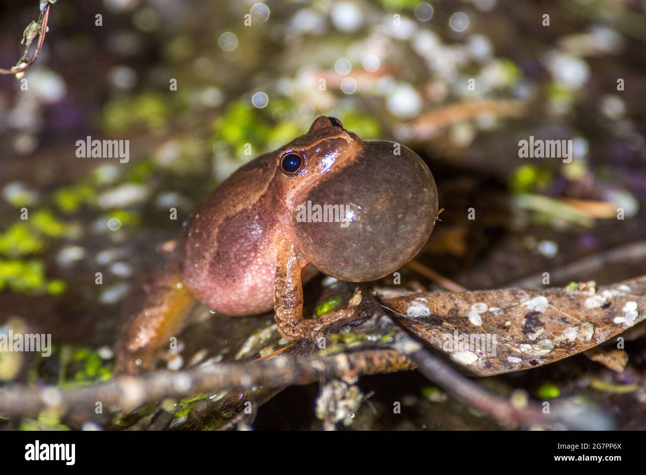 A spring peeper frog (Pseudacris crucifer) inflating its throat to sing ...