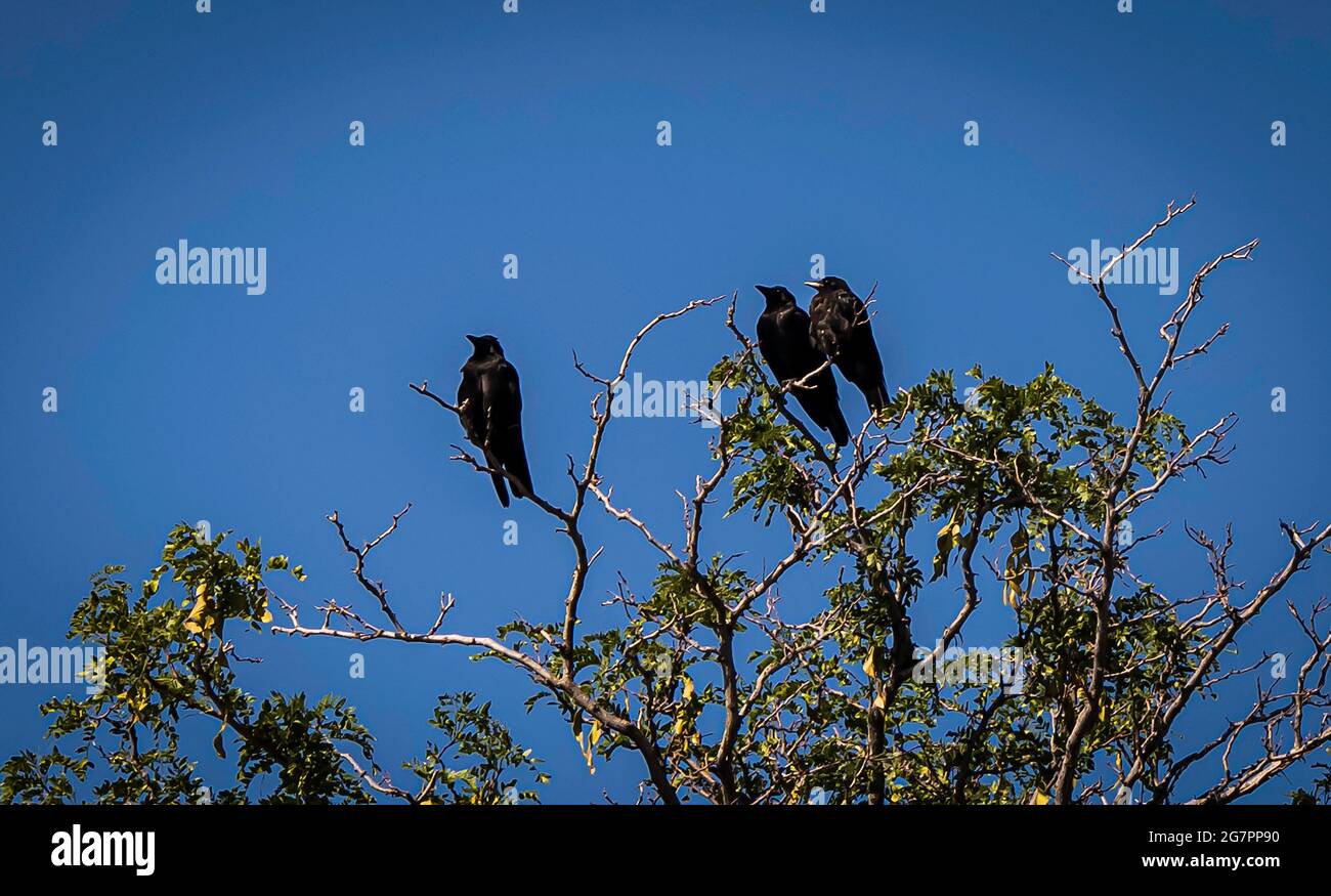 Perch ravens hi-res stock photography and images - Alamy