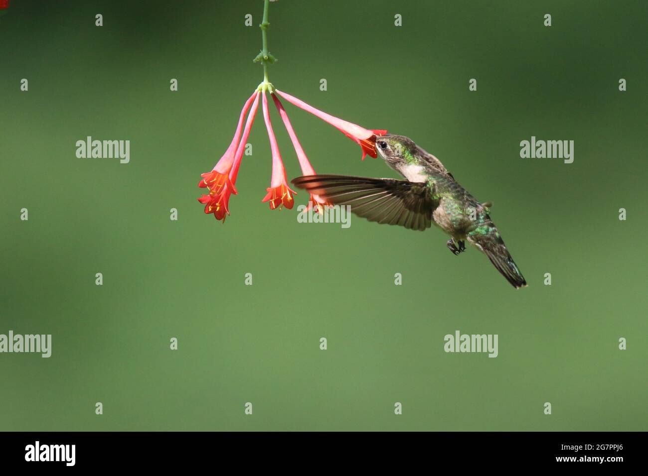 Honeysuckle lonicera sempervirens honeysuckle hi-res stock photography ...