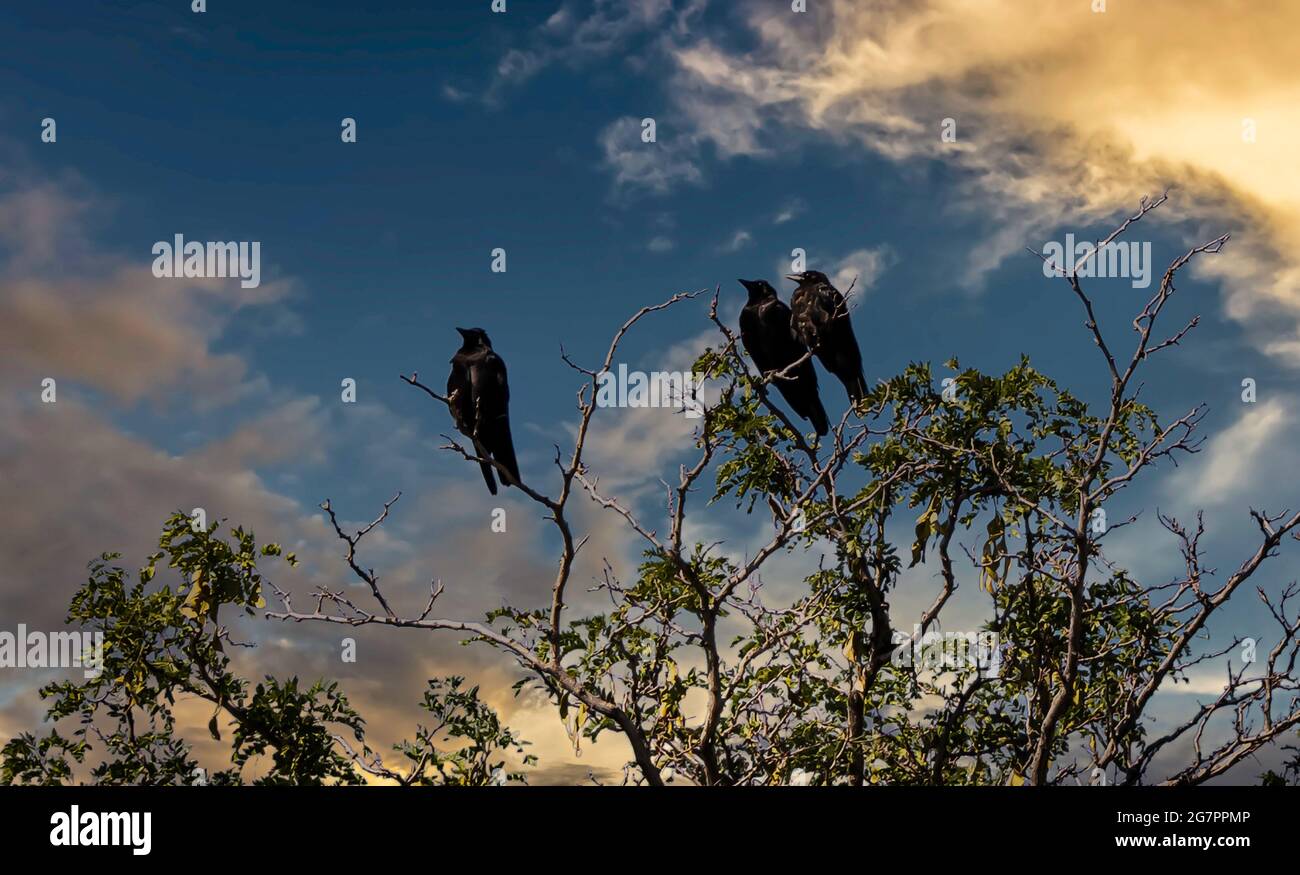 Perch ravens hi-res stock photography and images - Alamy
