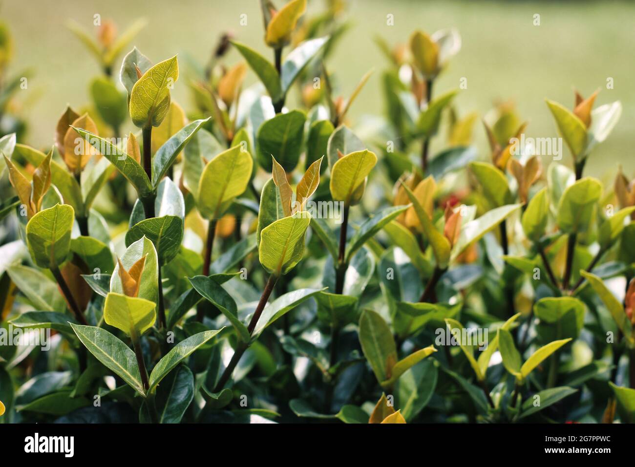 Closeup shot of Cherry laurel plant with tiny green leaves under the ...