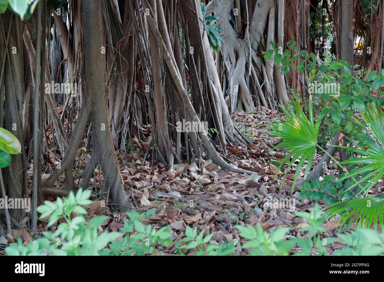 Ficus trees hi-res stock photography and images - Alamy