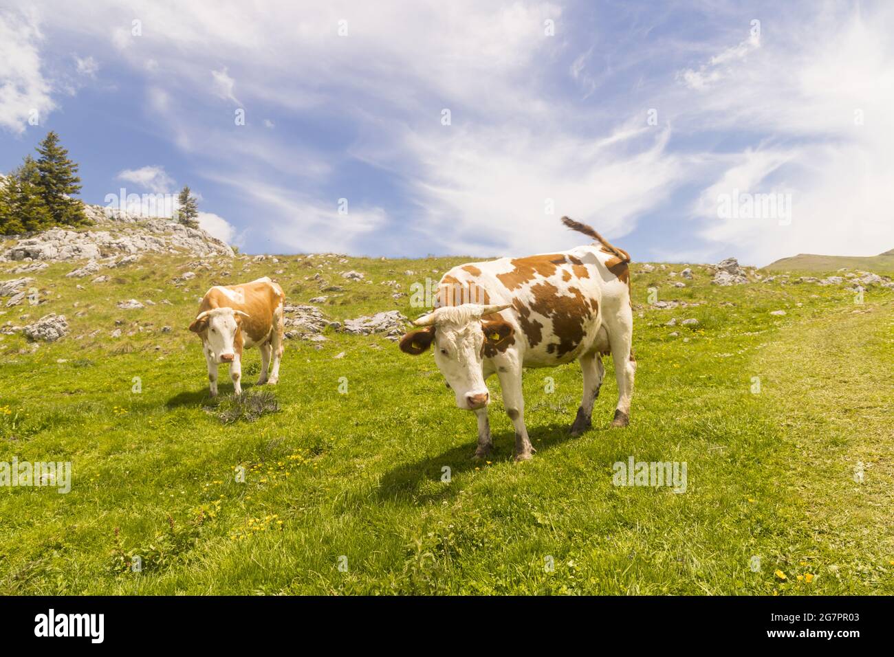 Pair of cattle grazing on a meadow Stock Photo - Alamy