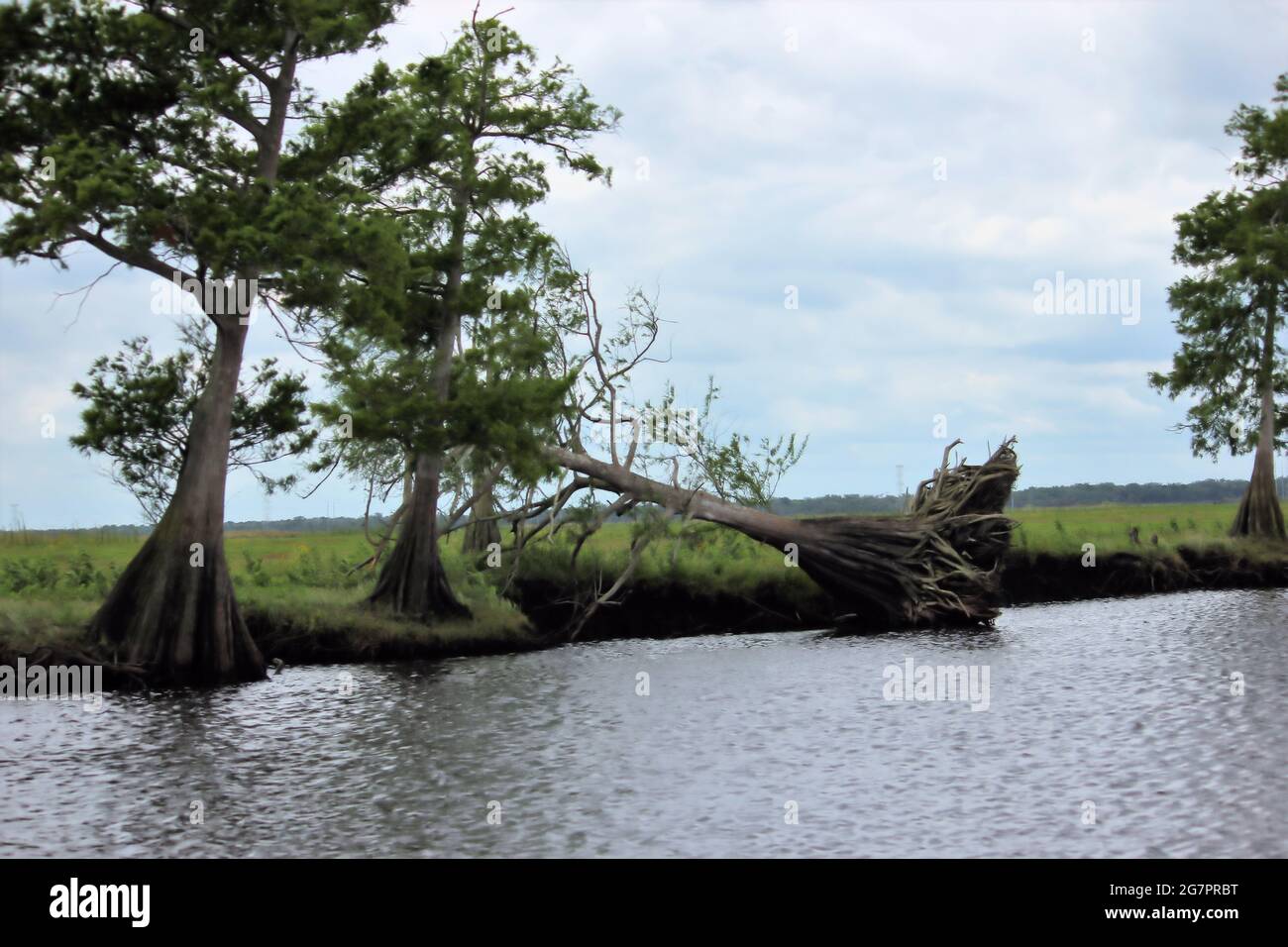 A fallen treeon a river running through the marsh Stock Photo - Alamy