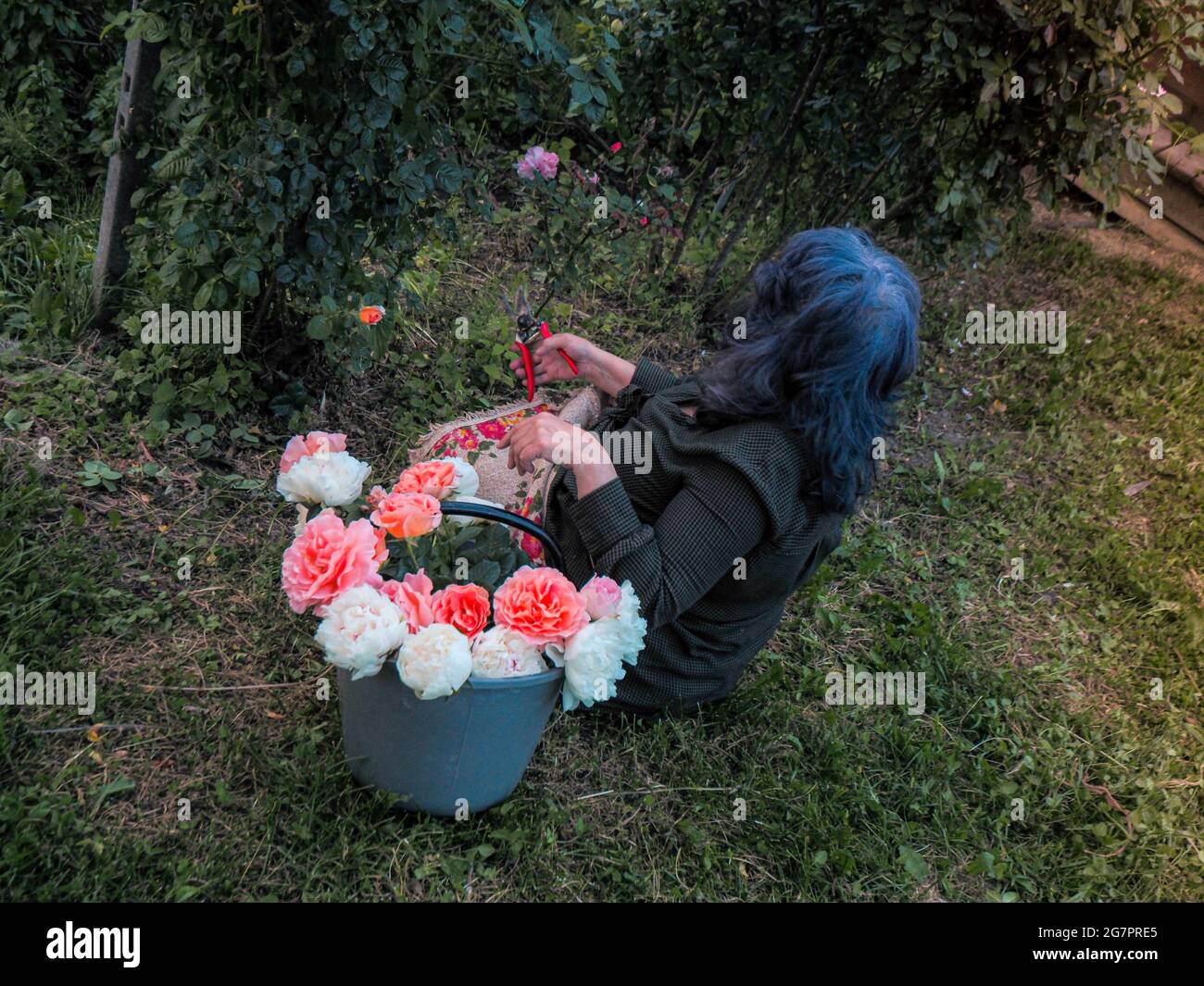 Italian senior woman collecting flowers from her garden Stock Photo - Alamy