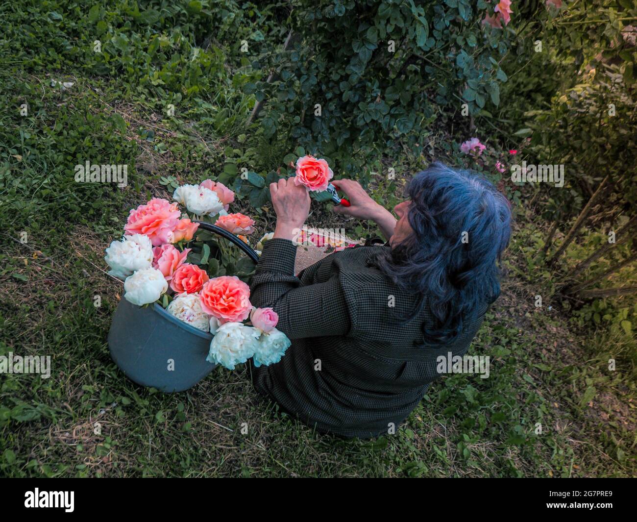 Italian senior woman collecting flowers from her garden Stock Photo - Alamy