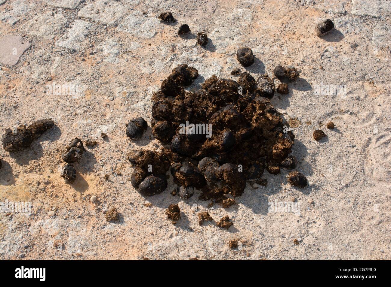 Closeup of animal excrement on the ground Stock Photo - Alamy