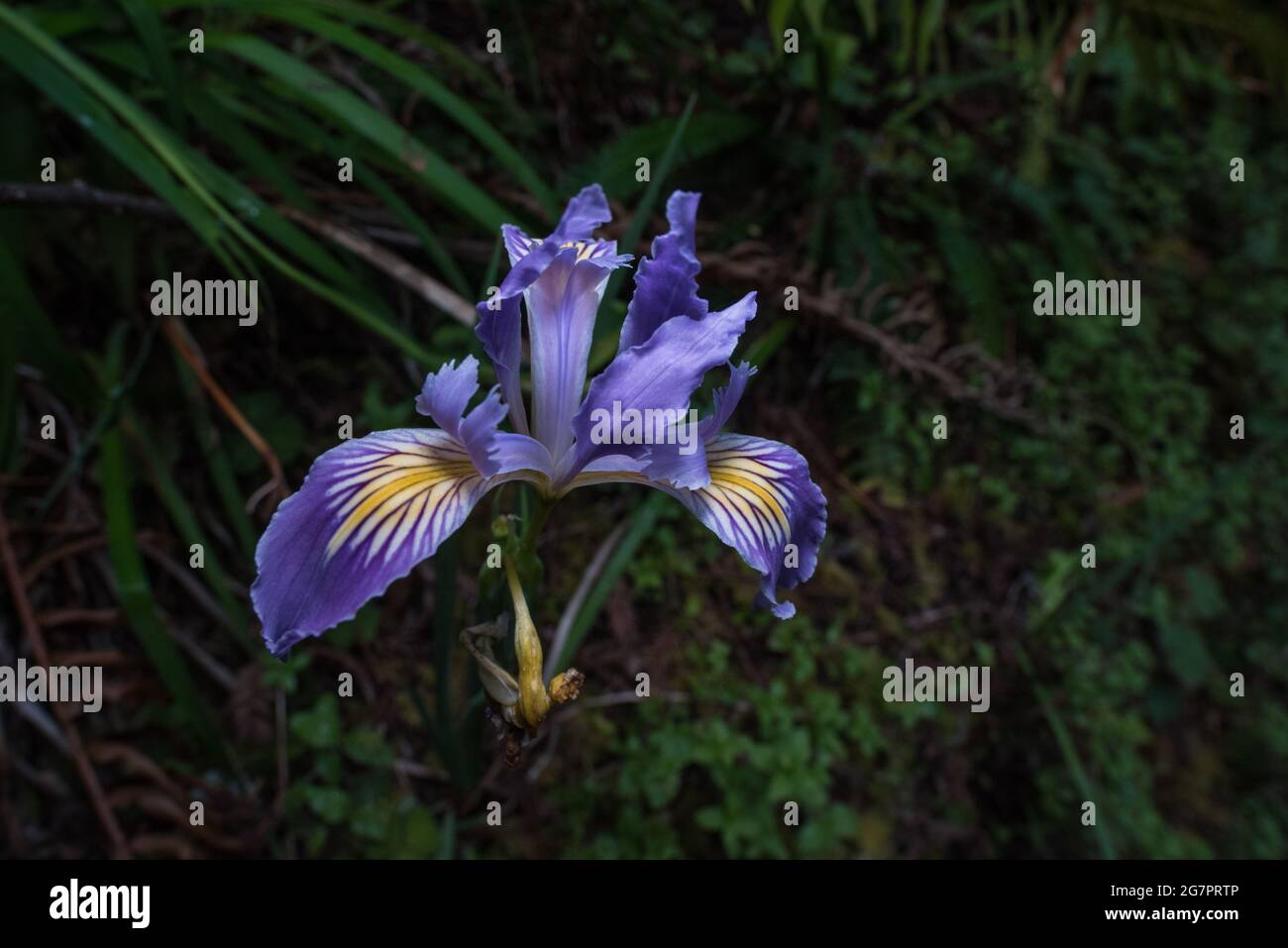 Native california plants hi-res stock photography and images - Alamy