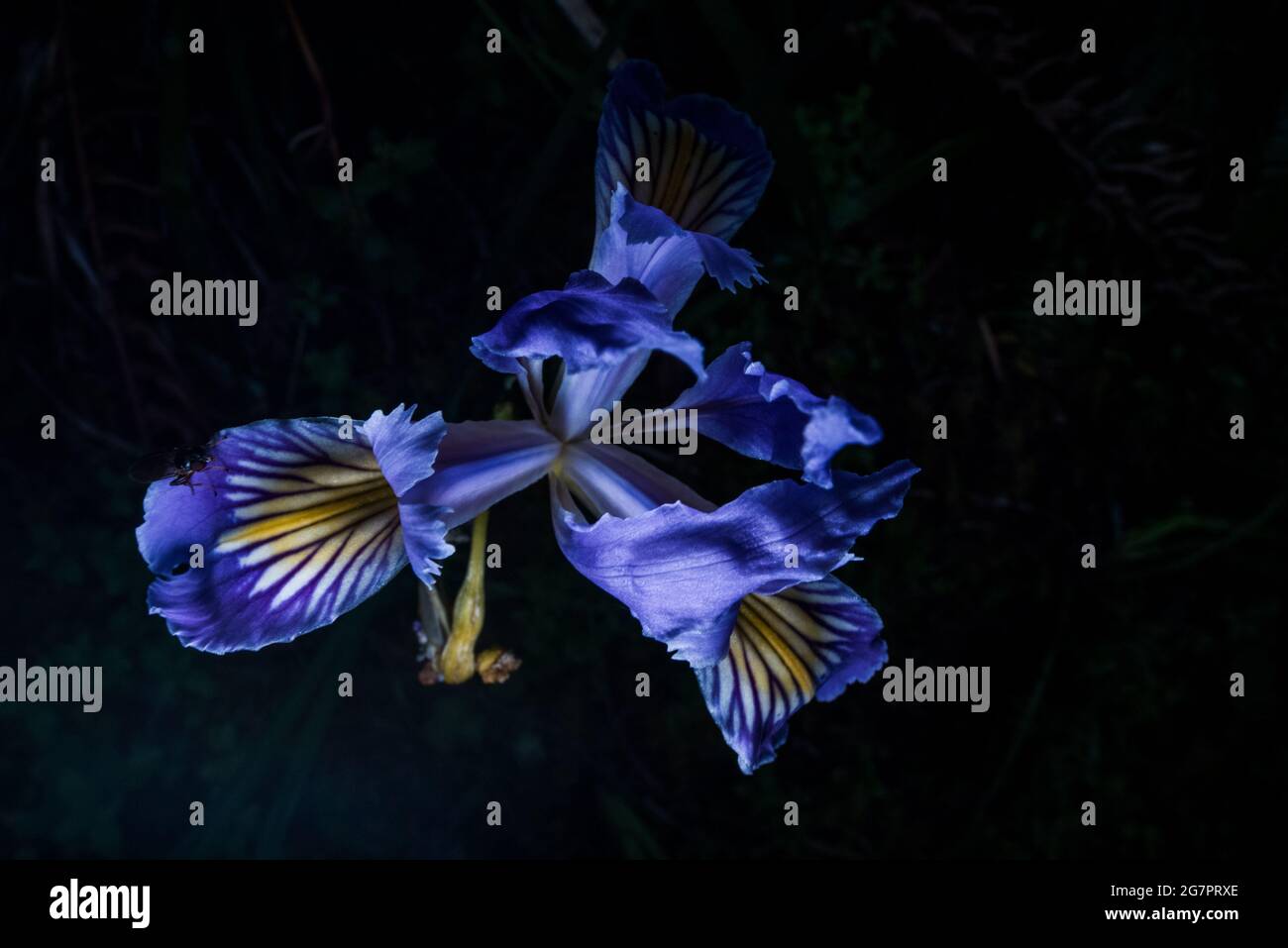 Native california plants hi-res stock photography and images - Alamy