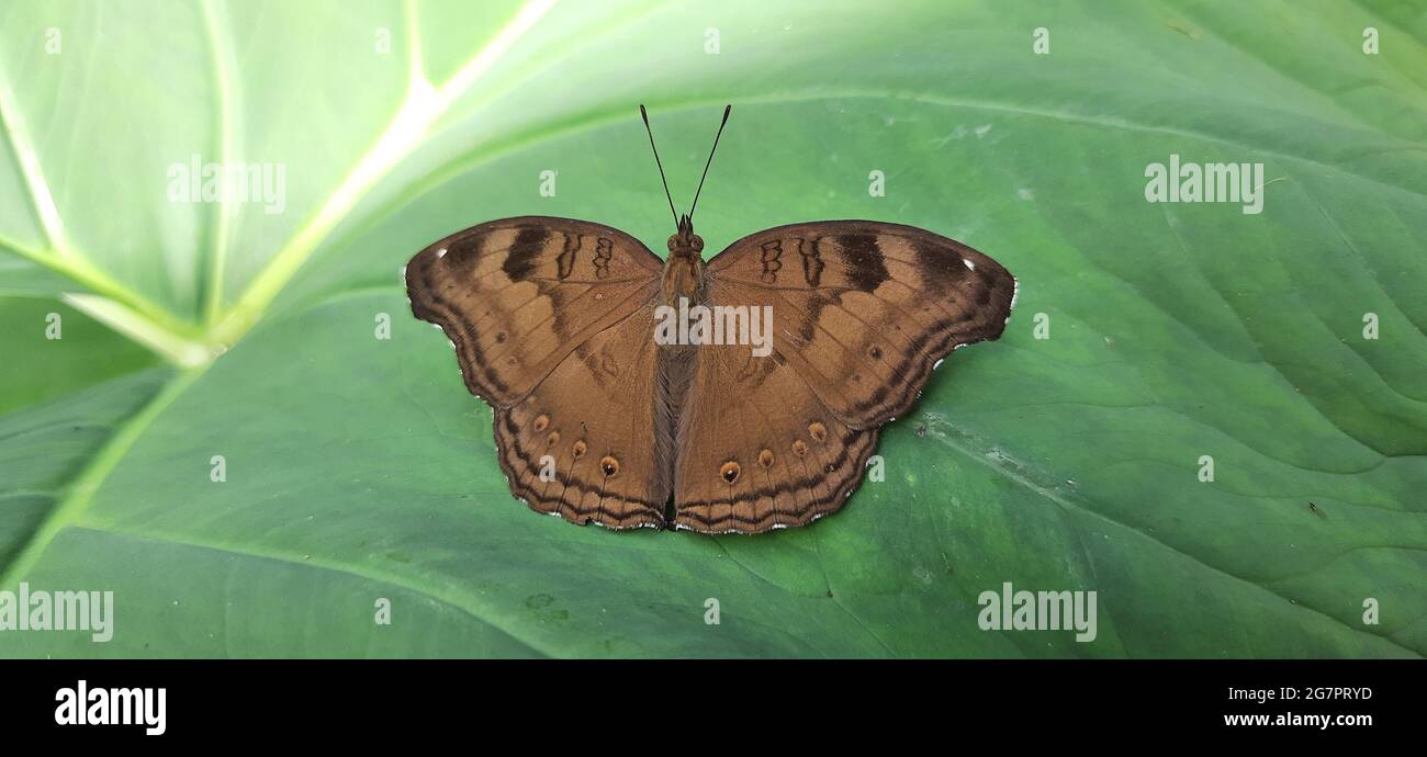 Beautiful brown butterfly with gorgeous patterns on its wings standing ...