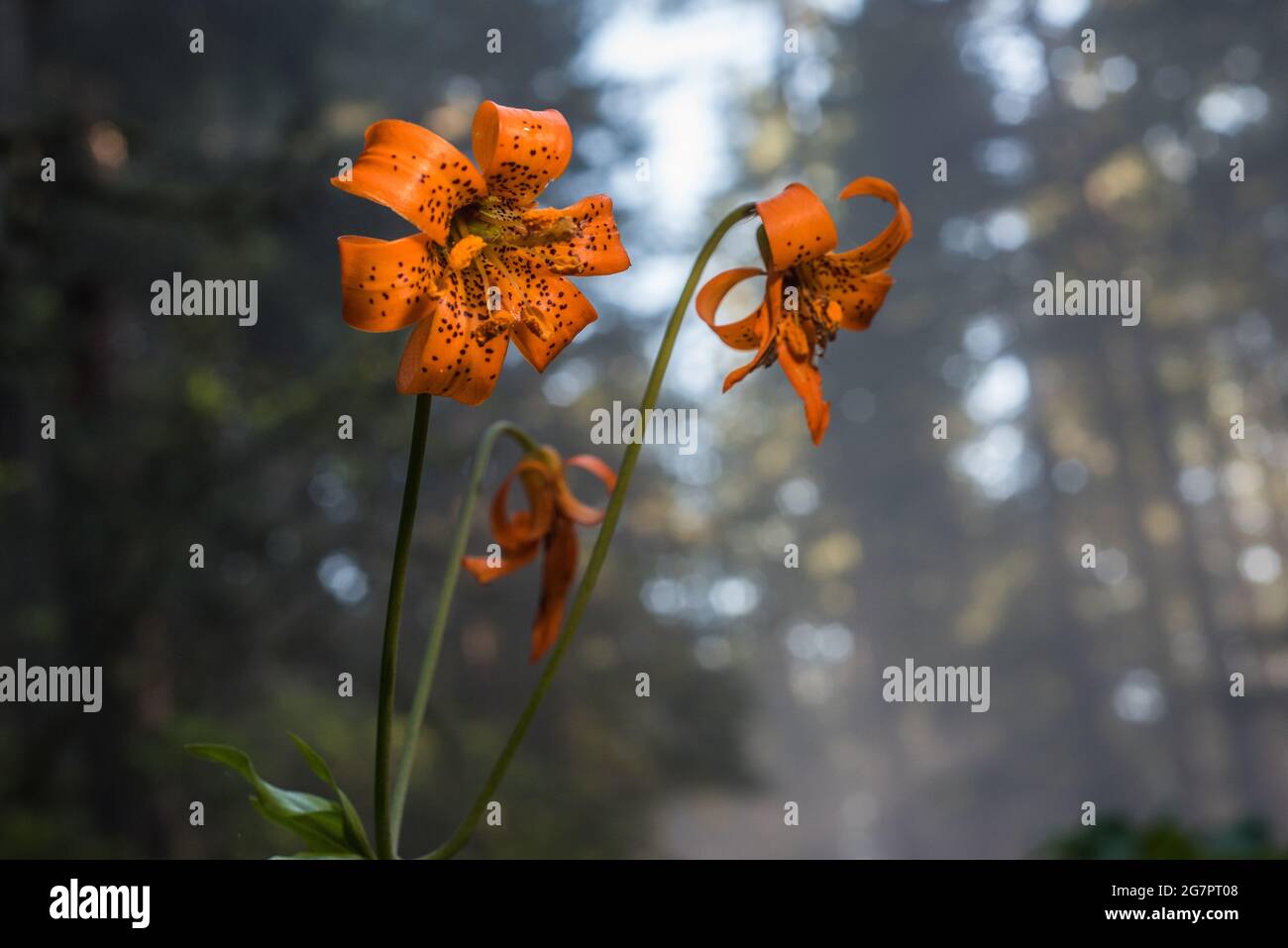 Several Columbia Lilies (Lilium columbianum) blooming in the Northern ...