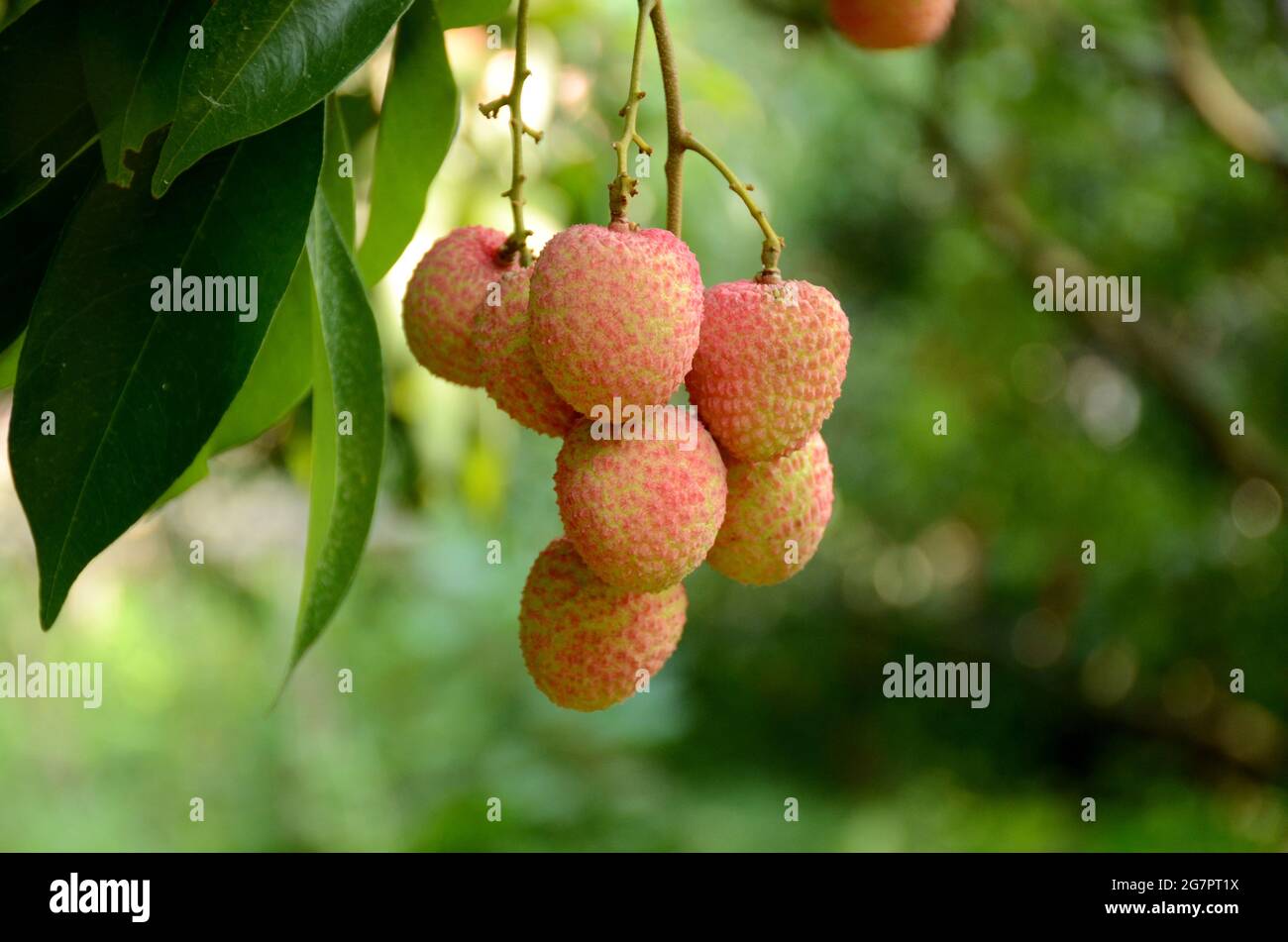Litchi Fruit Wallpaper