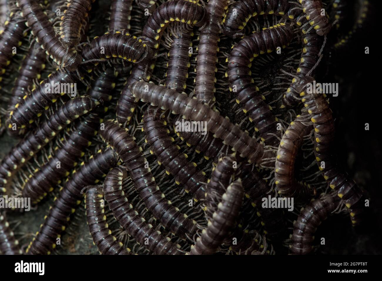 Spotted millipede hi-res stock photography and images - Alamy