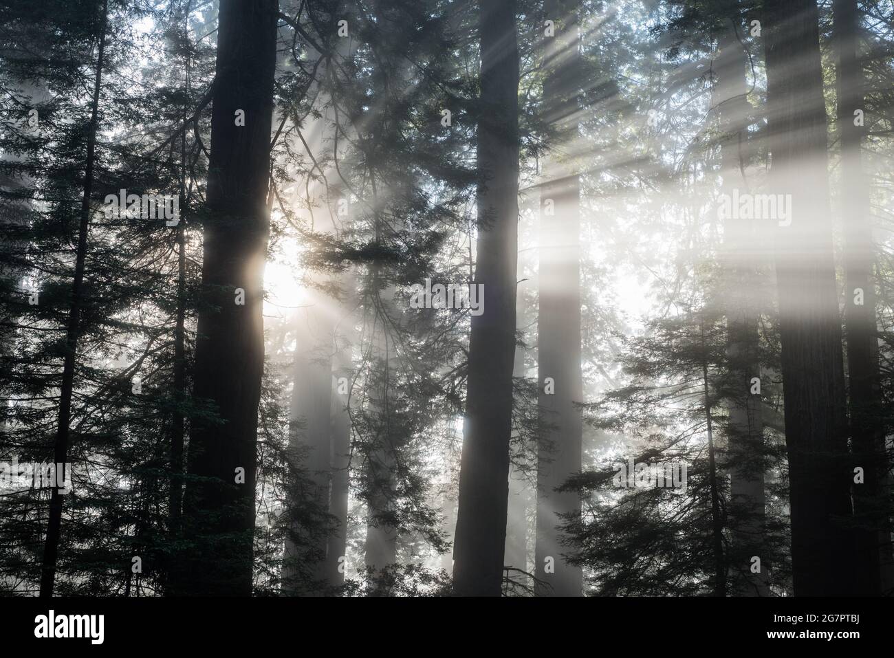Light shining through trees hi-res stock photography and images - Alamy