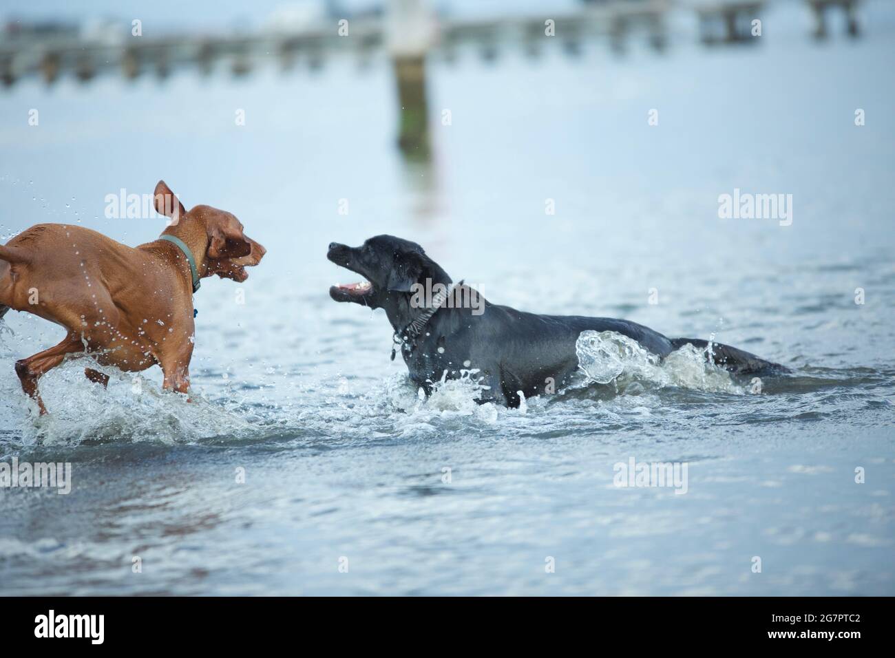 Two dogs cute paw hi-res stock photography and images - Alamy
