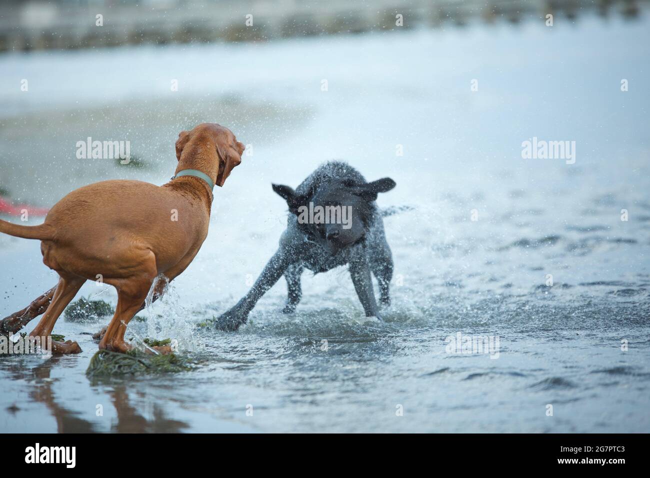 Two dogs cute paw hi-res stock photography and images - Alamy