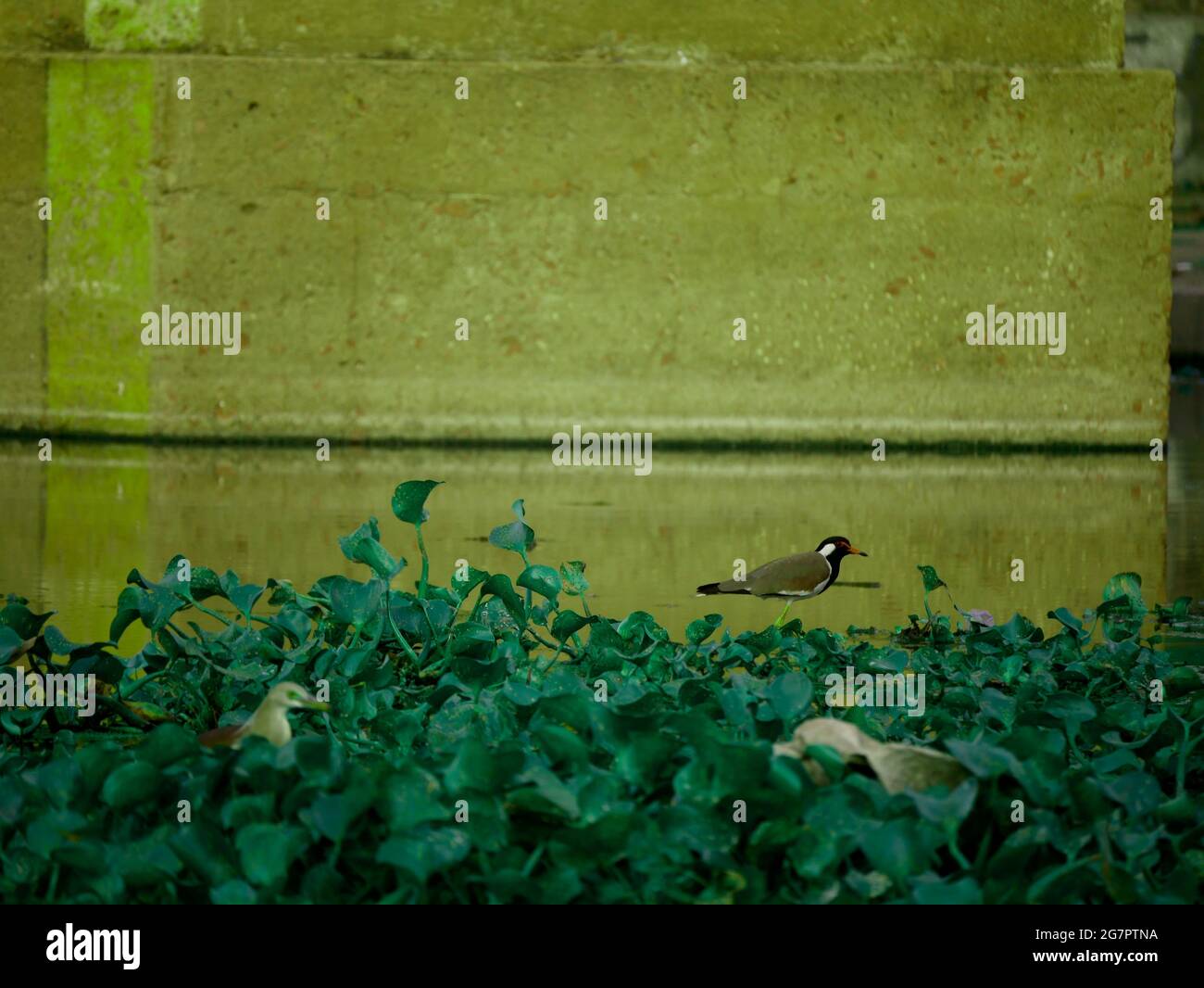 Beautiful Waterbird walking around green lotus leaves field at water ...
