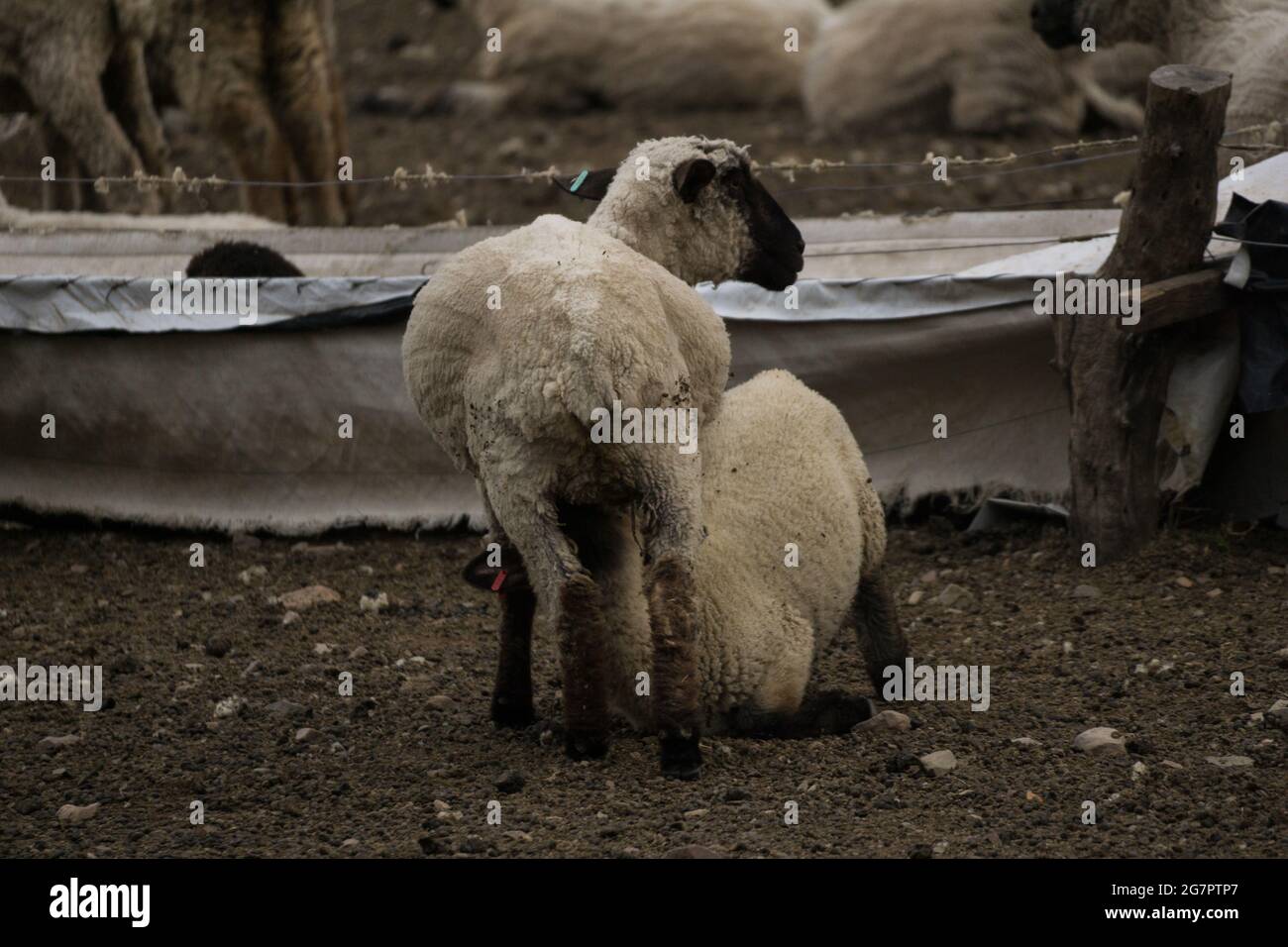 Mother sheep nursing lamb domestic hi-res stock photography and images ...