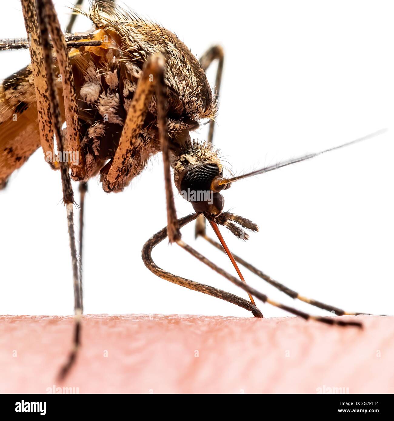 Dangerous Malaria Infected Mosquito Bite Isolated on White ...
