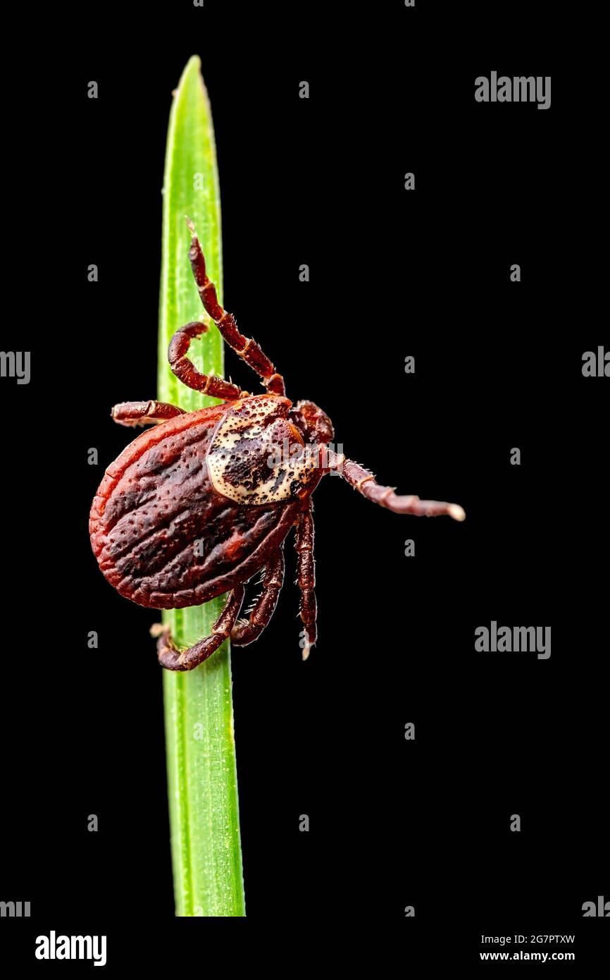 Encephalitis Virus or Lyme Borreliosis Disease or Monkey Fever ...