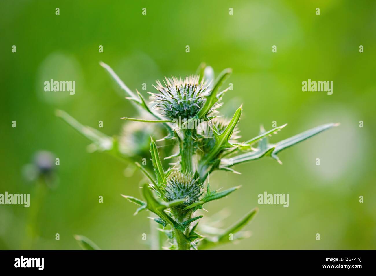 Blooming Burdock Plant Flower Medicinal Herb Close-up Stock Photo - Alamy