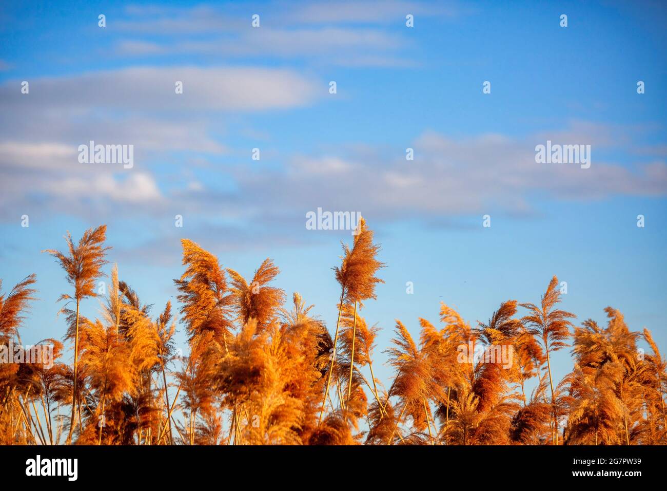 Autumn field under the blue sky at the sunset Stock Photo - Alamy