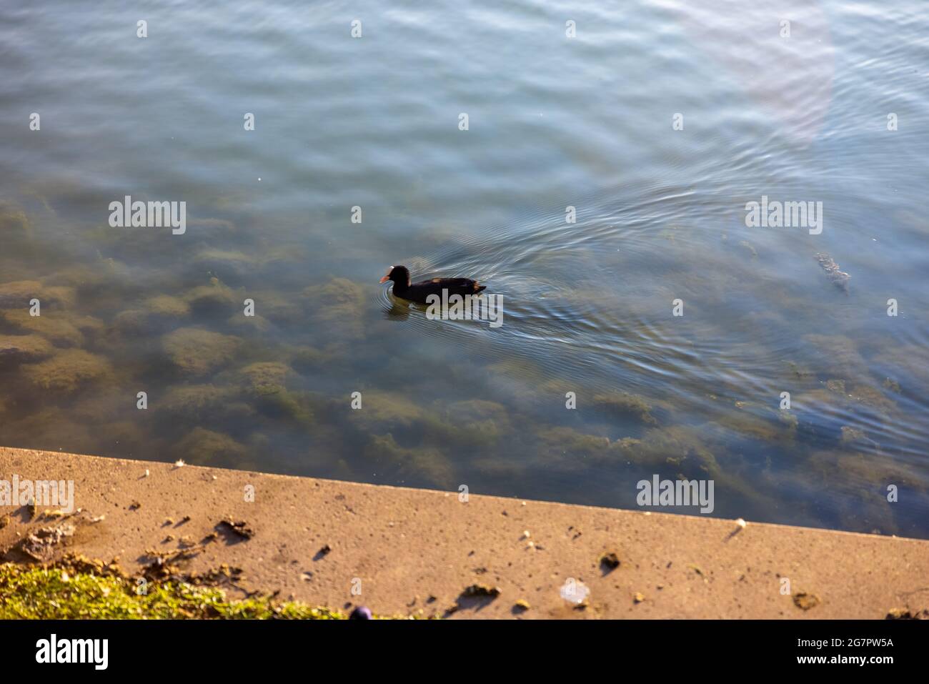 Small black duck swimming in the lake Stock Photo - Alamy