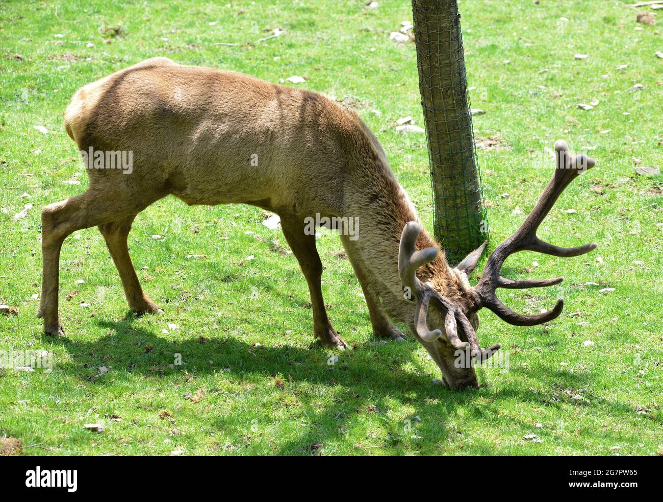 Catalonia landscape animals hi-res stock photography and images - Alamy