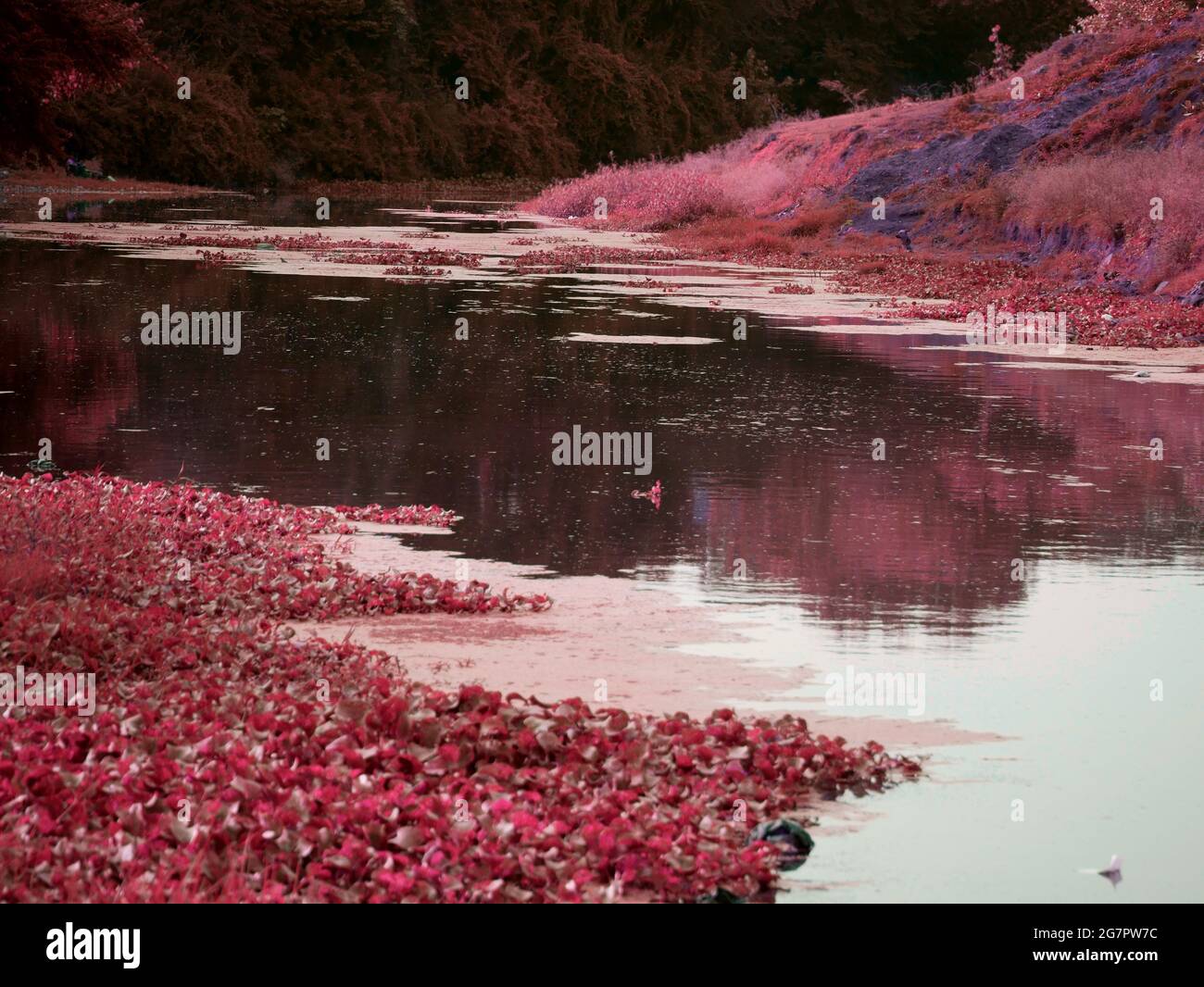 Beautiful river bank in purple color view for nature background Stock ...