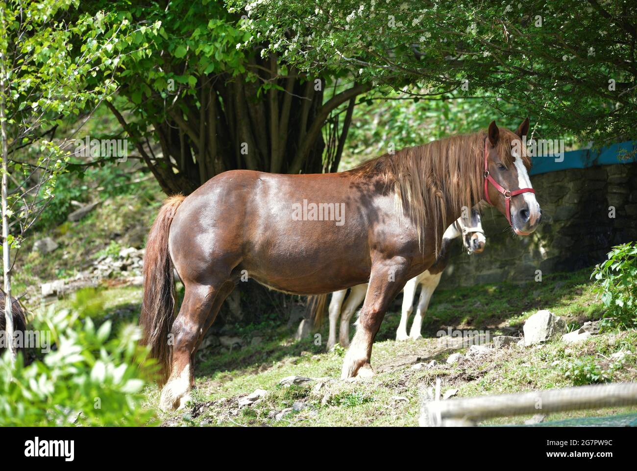 Catalonia landscape animals hi-res stock photography and images - Alamy