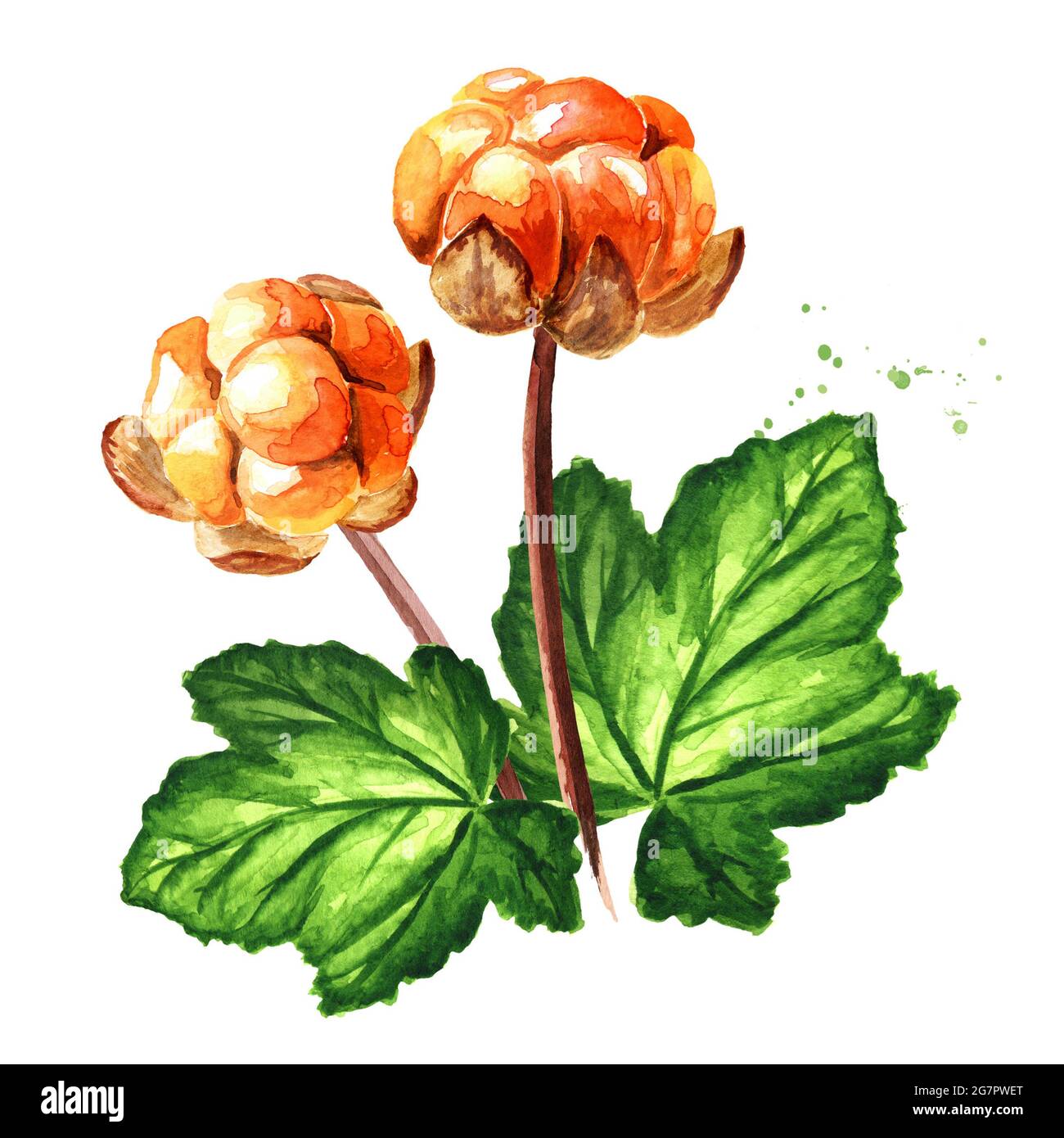 Cloudberry Drawing