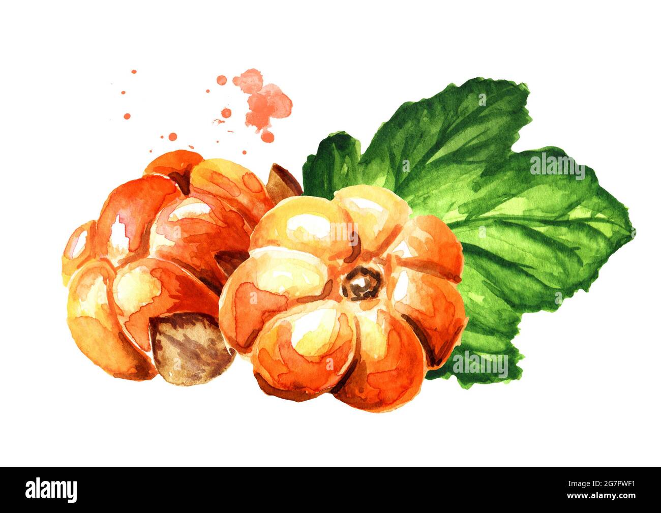 Northern forest berry cloudberry with leaves. Hand drawn watercolor ...