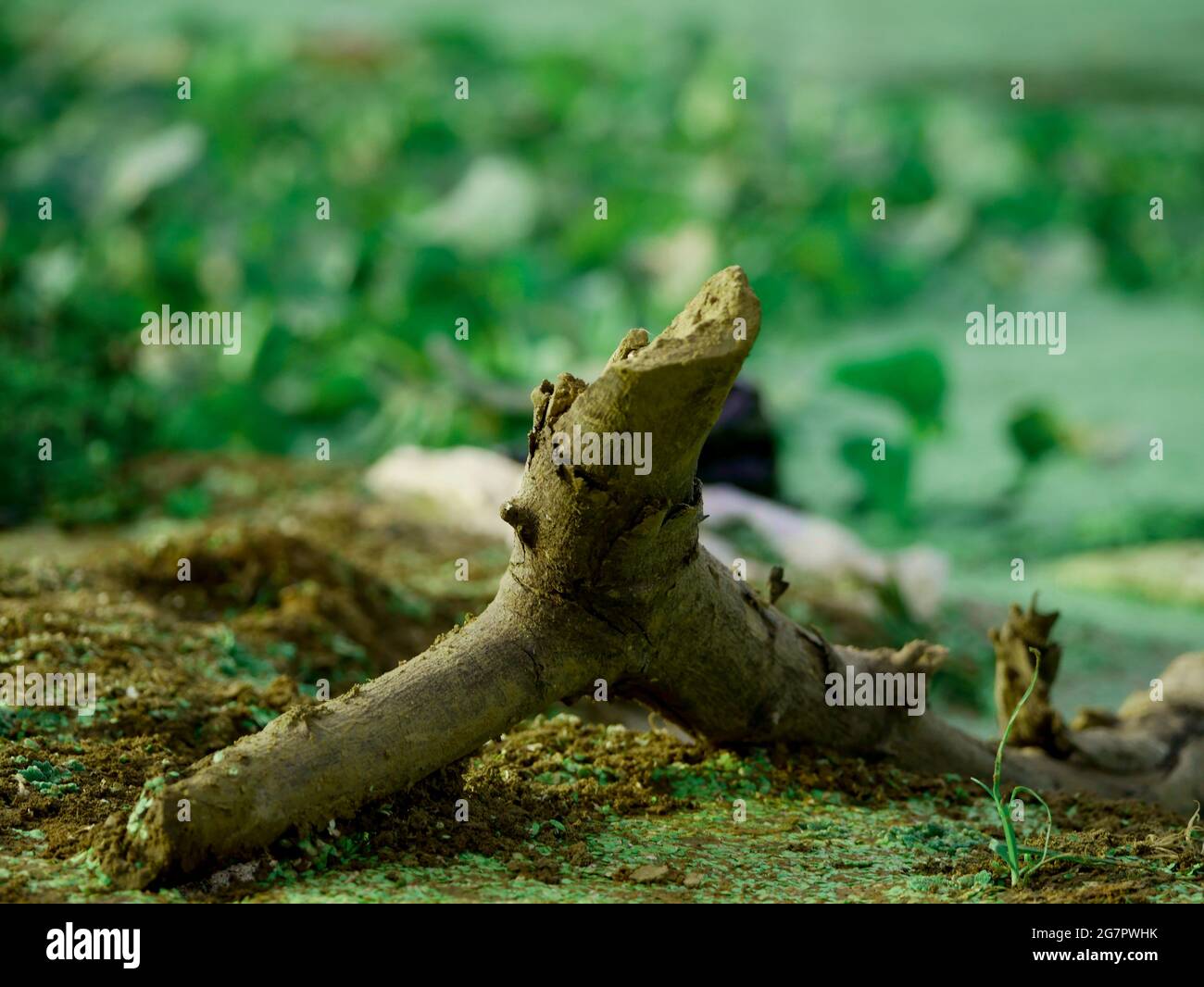 Wooden root sticks lying on soil field isolated nature commercial image ...