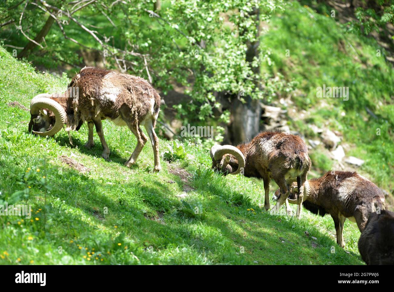 Catalonia landscape animals hi-res stock photography and images - Alamy